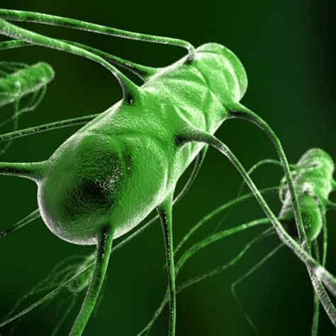 Salmonella Cell Medical Max