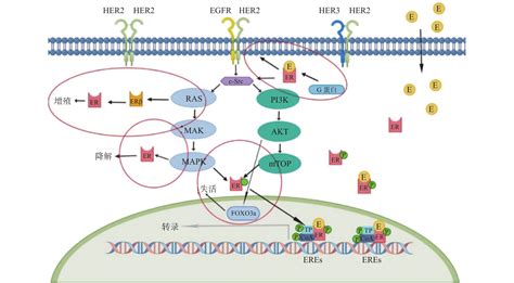 三阳性乳腺癌的强化辅助治疗方案选择