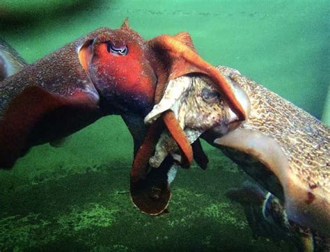 Cuttlefish Sex Looks Like Twisted Underwater Embrace New Scientist