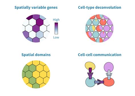 Spatial Transcriptomic Data Analysis Genevia Technologies