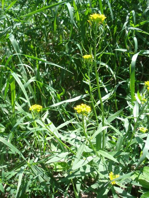 Field Mustard Brassica Rapa Edible And Medicinal Uses Of The Mother