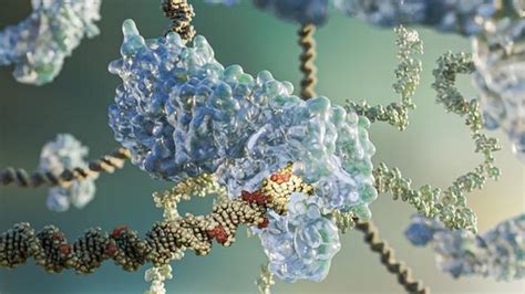 Modifying Dna Repair Pathway Boosts Crisprs Accuracy Technology Networks