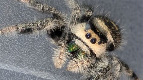 Dark Soroa Jumping Spider By Carls Jumping Spiders