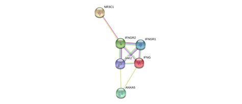 Ifngr2 Gene Genecards Ingr2 Protein Ingr2 Antibody