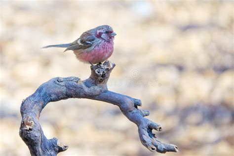 Long Tailed Rosefinch Stock Image Image Of Wildlife 141058741