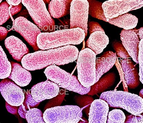 Escherichia Coli Shape Under Microscope