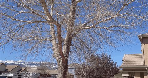 Reno Firefighters Team Up With Wildlife Officials To Rescue Bear Stuck