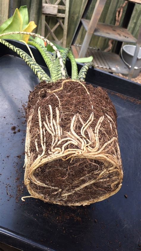 Identify Addressing Root Rot