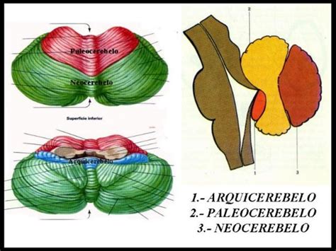 El Cerebelo
