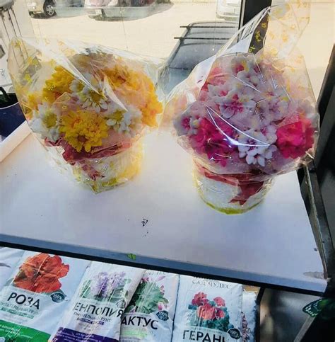 Амуу цэцэг 💐Төрөл бүрийн давсан болон хиймэл цэцэгс