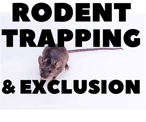 Rodent Control And Exclusion Guaranteed Rat Control 321704 0434