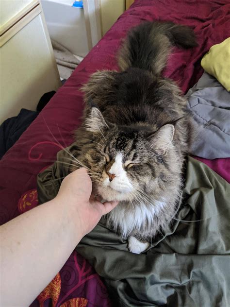 The Love Of A Cat Never Ceases To Amaze Me Album On Imgur