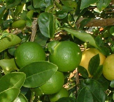 Khasiat Tanaman Herbal Jeruk Nipis Hikmah Kesehatan