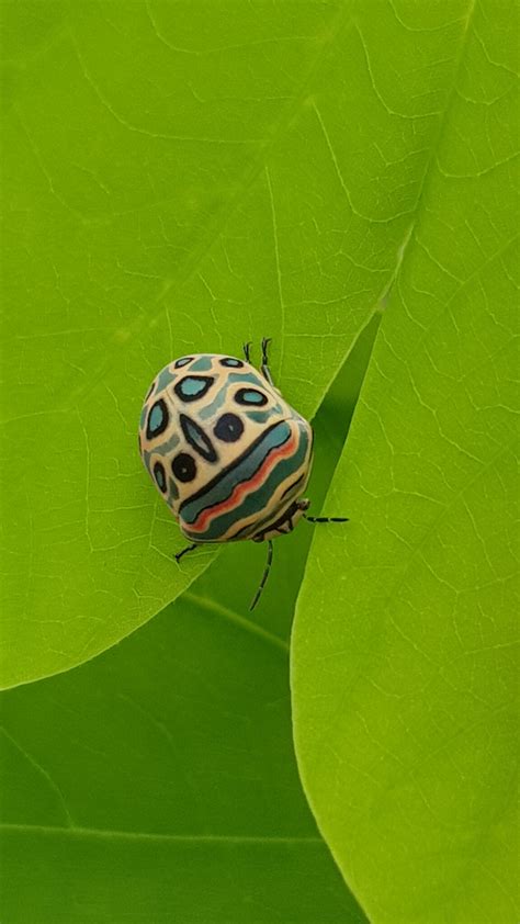 17 Exotic Beetles With Remarkable Coloration And Design