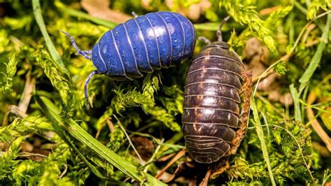 Pill Bugs Is The Best Friends Or Foes Of Your Garden South Elmonte