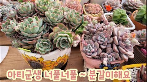 아직은 어려서 잎이 너풀너풀한 다육이 아티군생을 분갈이해요~ 올 가을 쯤이면 예쁘게 묵어질 것 같아요~ Youtube