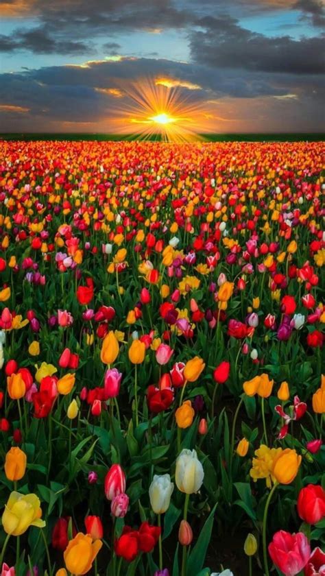 Richard Monday On Linkedin Beautiful Natures