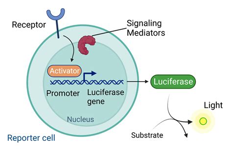 Cell Based Assays Full Guide To Methods Development And Real‑world Exa