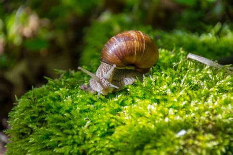 200 Snail Pictures