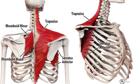 Winging Of Scapula In Hindi Winged Scapula Treatment Long Thoracic