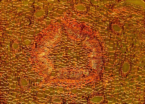 Cambium Layer Nikons Microscopyu