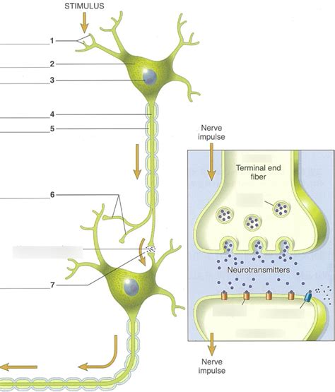 5 5 Neuron 다이어그램 Quizlet