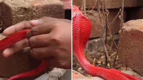 Video Of This Red Spitting Cobra Viral Internet Debates If Its Fake Or Real Viral News News18