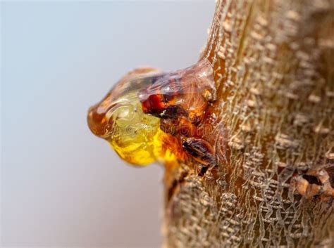 Resin On Tree Bark Macro Stock Photo Image Of Tree 310292722
