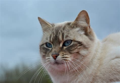 Киска Года Фото – Telegraph