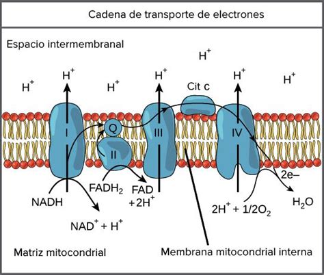 Fosforilación Oxidativa Artículo Khan Academy Biología Avanzada