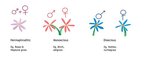 Flowers Under The Sea