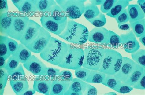 Allium Sativum Stock Image Science Source Images