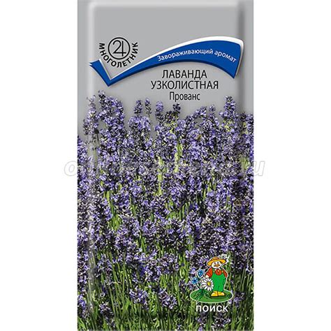 Лаванда узколистная Прованс из каталога Семена цветов – купить с ...