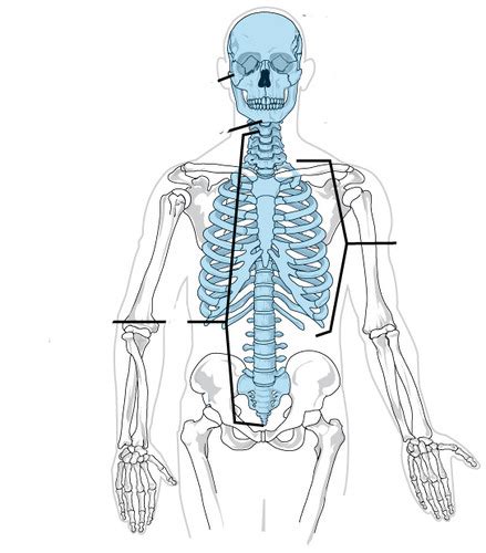 Skeletal System Anatomy Flashcards Quizlet
