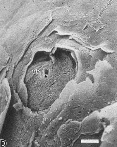 Histology Exam 2 Combined Sets Flashcards Quizlet