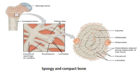 Spongy Bone Diagram