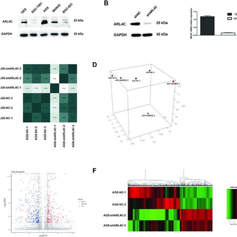 High Throughput Rna Sequencing Was Performed To Explore The Downstream