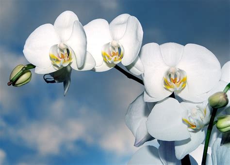 Top 25 Flowers Symbolizing Peace And Why Theyre So Amazing