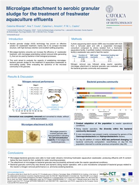 Pdf Microalgae Attachment To Aerobic Granular Sludge For The Treatment Of Freshwater