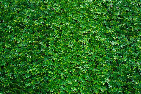 아름다운 녹색 잔디 벽지 또는 디자인 및 광고로 사용하기에 적합합니다 일광 배경에 푸른 잔디 필드 텍스트 디자인을 위한 인공 녹색 잔디 벽 플라스틱 가짜 식물 질감 0명에