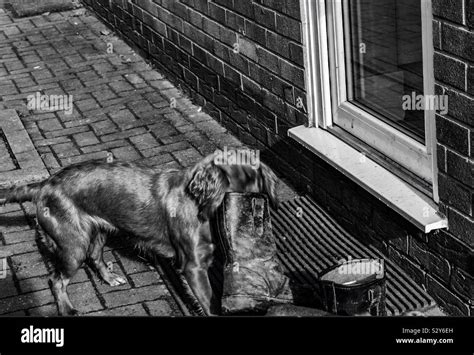 Stuck In A Boot Stock Photo Alamy