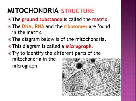 Ppt Cell Structure And Functions 1 Pptx