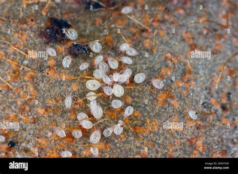 Mites Numerous Species Of Tiny Arthropods Members Of The Mite And