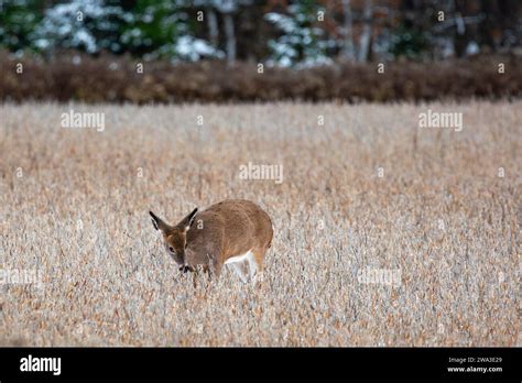 White Tailed Deer Odocoileus Virginianus Fawn Buck Standing In A
