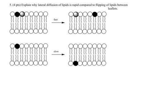 Solved 5 4 Pts Explain Why Lateral Diffusion Of Lipids Is