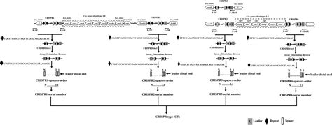 Frontiers Cronobacter Sakazakii Cronobacter Malonaticus And Cronobacter Dublinensis