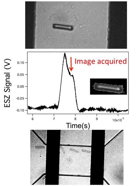 Electrical Trigger1 Electrical Trigger1