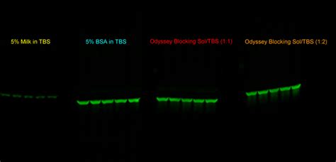 Odyssey Blocking Buffer Tbs Recipe Odyssey Blocking Buffer Tbs Recipe