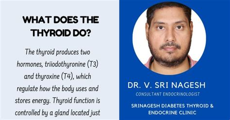 What Does The Thyroid Do Hyderabadendocrinologist