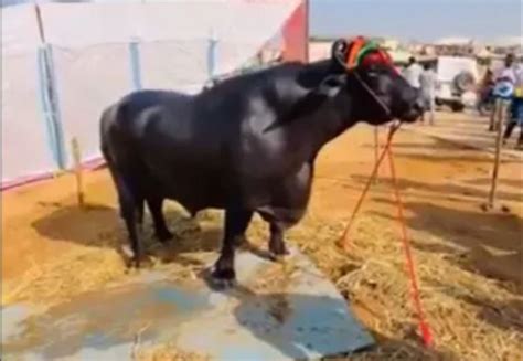 पुष्कर मेला 2024ः बिकने आया 23 करोड़ का भैंसा अनमोल” बना आकर्षण का केंद्र जानें उसकी खास डाइट